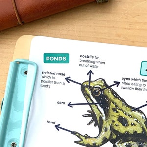 Frog Anatomy Poster Educational Pond Printable - Etsy Canada