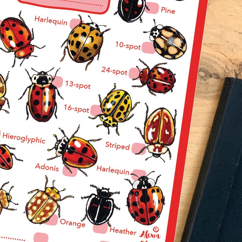 Ladybirds Spotting Worksheet - Educational Wildlife Printable - Etsy