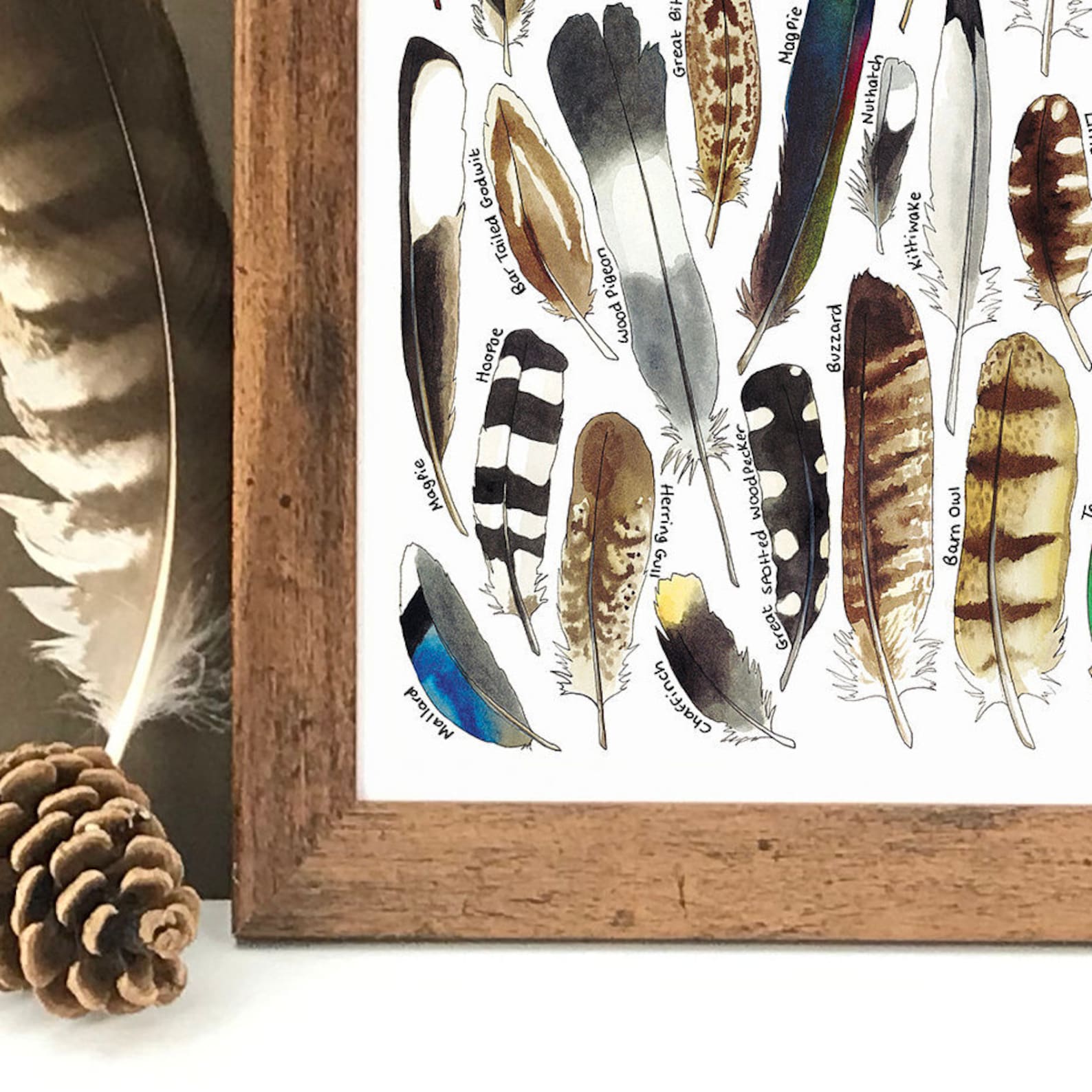 Feathers of Britain Print, Feathers Poster, Feather Collection ...