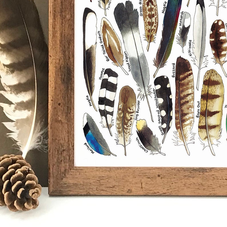 Feathers of Britain Print, Feathers Poster, Feather Collection ...