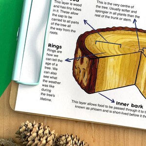 Tree Trunk Slice Diagram - Educational Tree Printable - Etsy