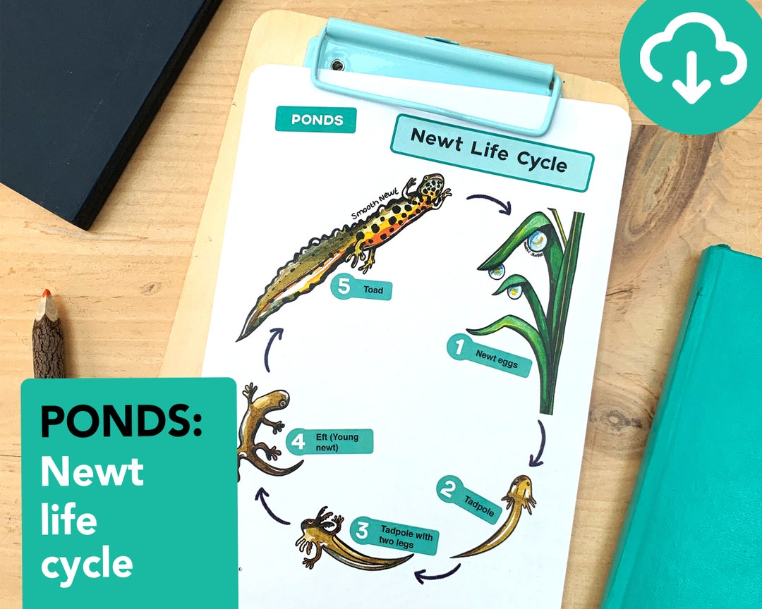 Newt Life Cycle Poster - Educational Pond Printable - Etsy