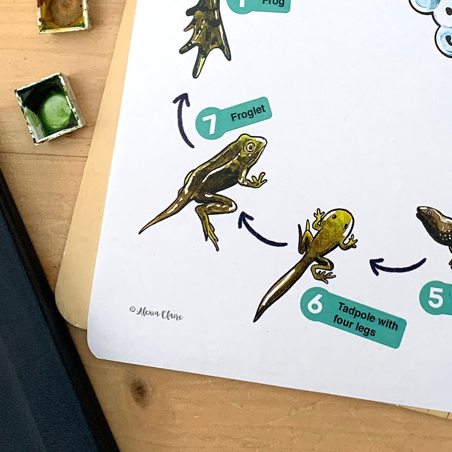 Frog Life Cycle Poster Educational Pond Printable - Etsy UK