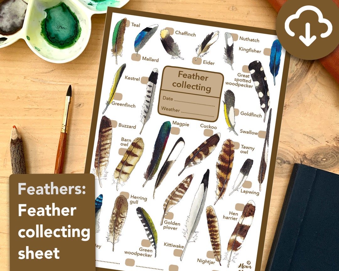 Feathers Spotting Worksheet - Educational Wildlife Printable - Etsy