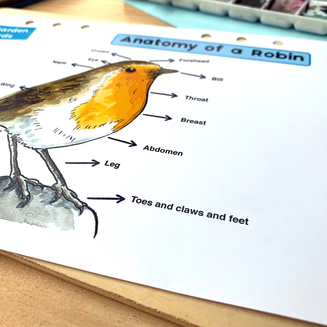 Robin Anatomy Diagram Educational Birds Species Printable - Etsy