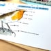 Robin Anatomy Diagram Educational Birds Species Printable - Etsy UK