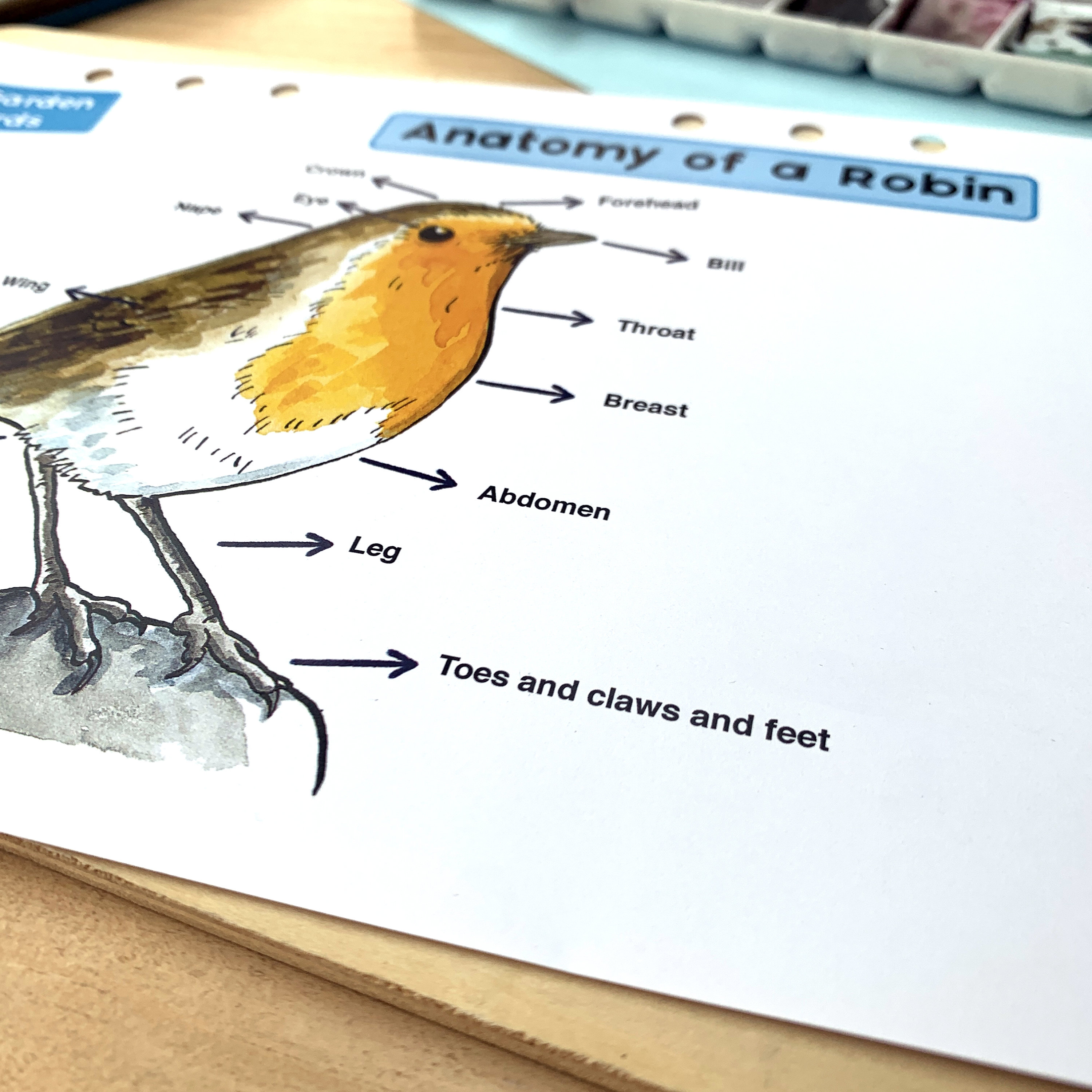 Robin Anatomy Diagram Educational Birds Species Printable - Etsy UK