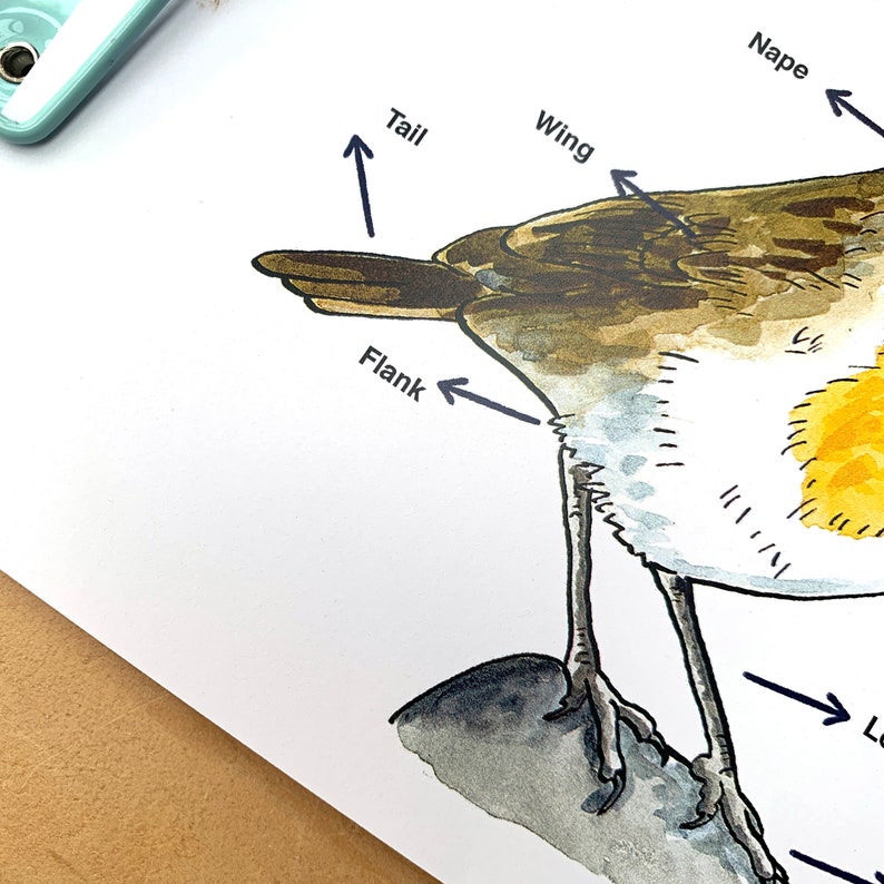 Robin Anatomy Diagram Educational Birds Species Printable - Etsy