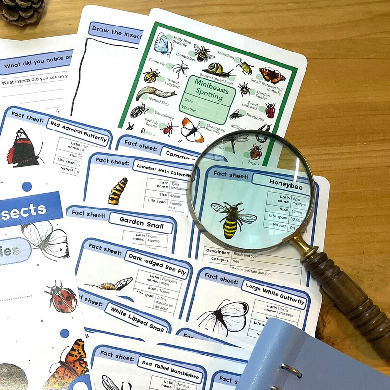 Garden Insects Species Nature Study Pack - Educational Mini Beasts ...