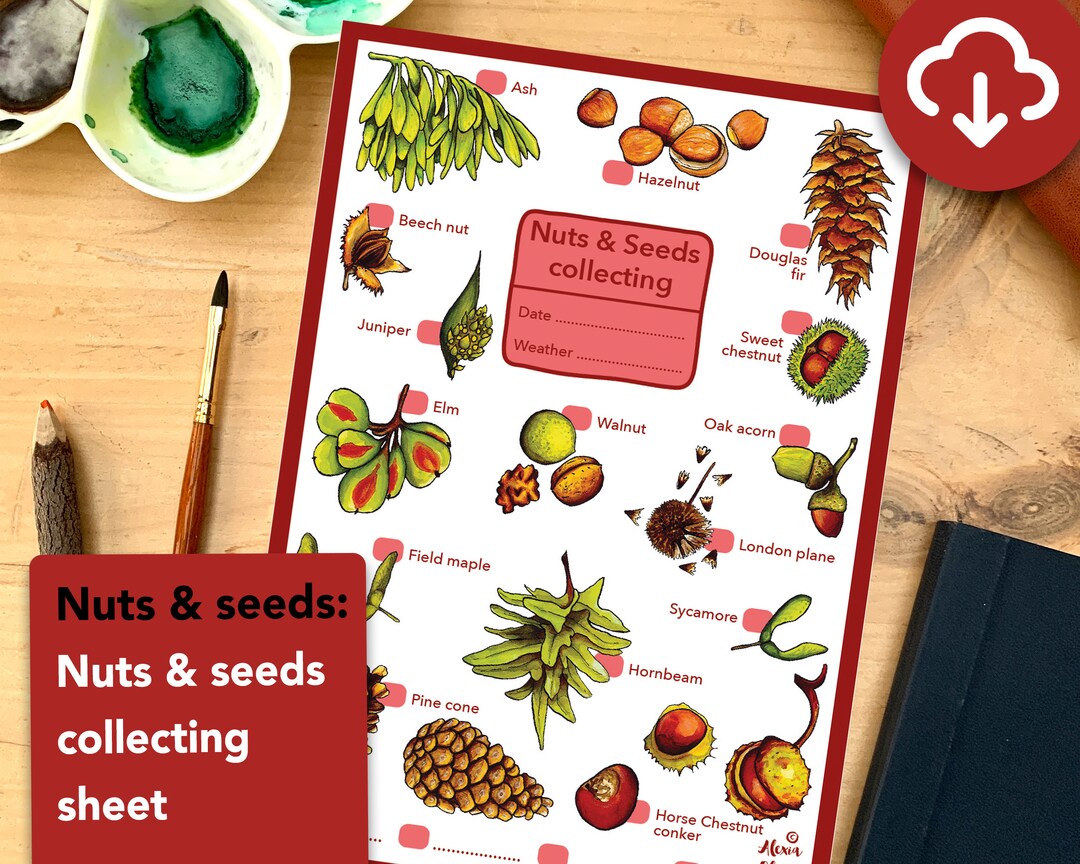 Nuts & Seeds Spotting Worksheet - Educational Wildlife Printable - Etsy