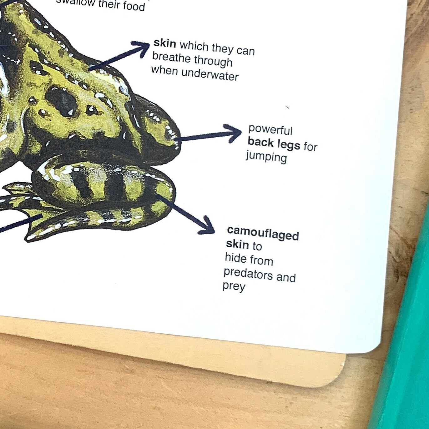 Frog Anatomy Poster - Educational Pond Printable - Etsy