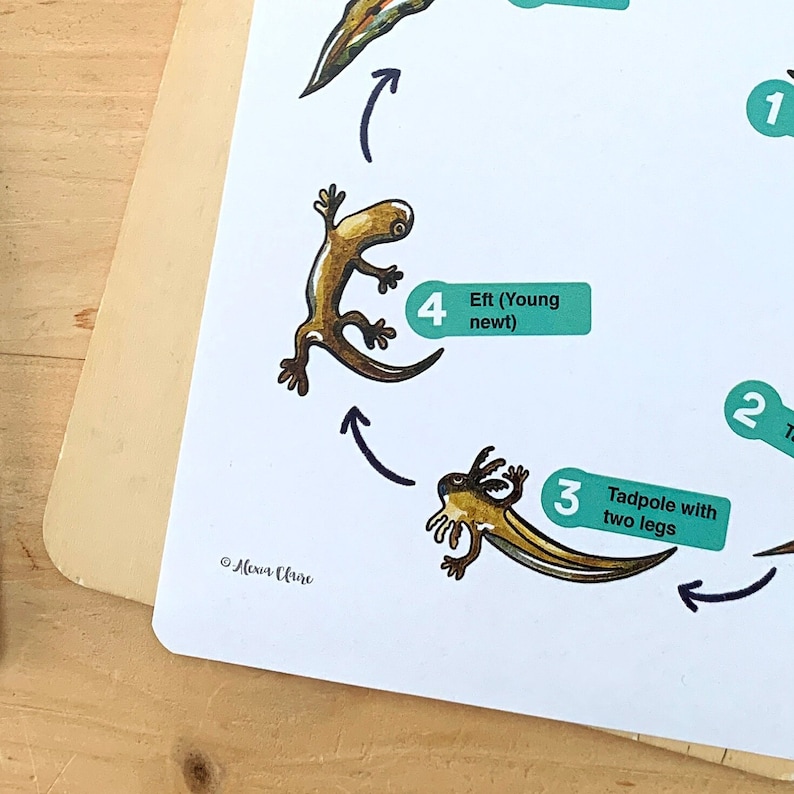 Newt Life Cycle Poster - Educational Pond Printable - Etsy