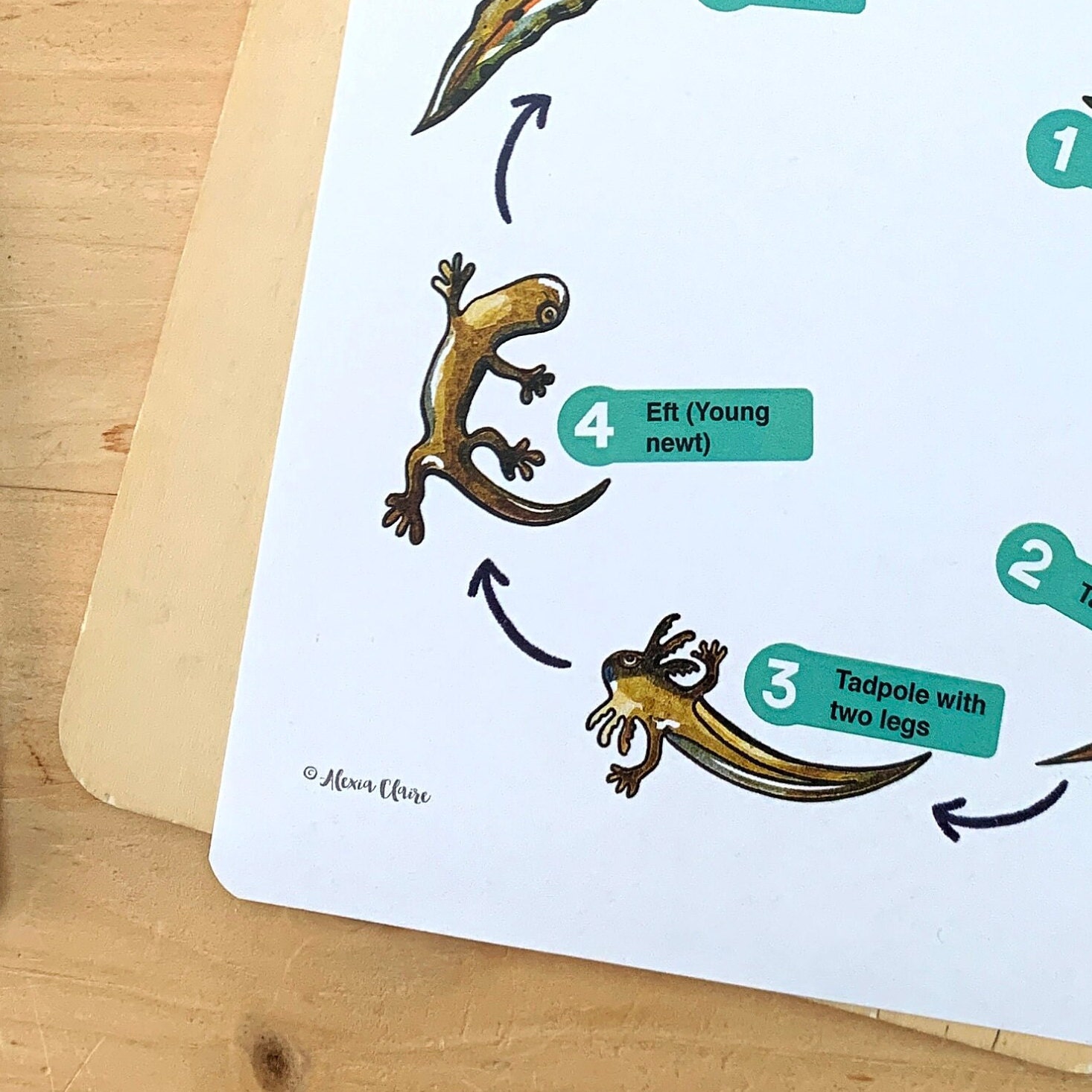 Lizard Life Cycle For Kids