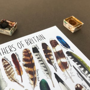 Feathers of Britain Postcard, Bird Card, Feather Collection, Wildlife ...