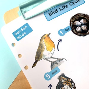 Robin Life Cycle Diagram - Educational Birds Species Printable - Etsy
