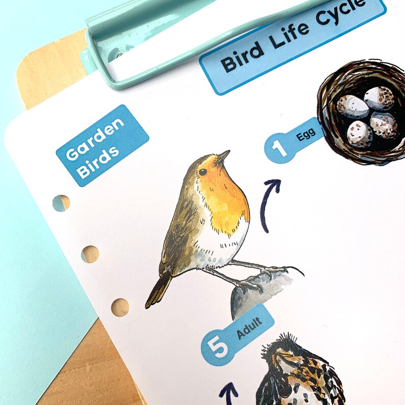 Robin Life Cycle Diagram Educational Birds Species Printable - Etsy