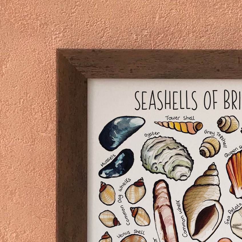 Seashells of Britain Print, Shells Collection Poster, Nursery Print ...