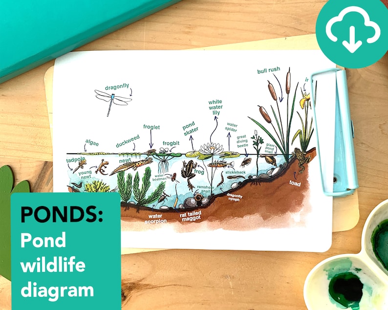 Pond Life Diagram Sheet - Educational Pond Printable - Etsy