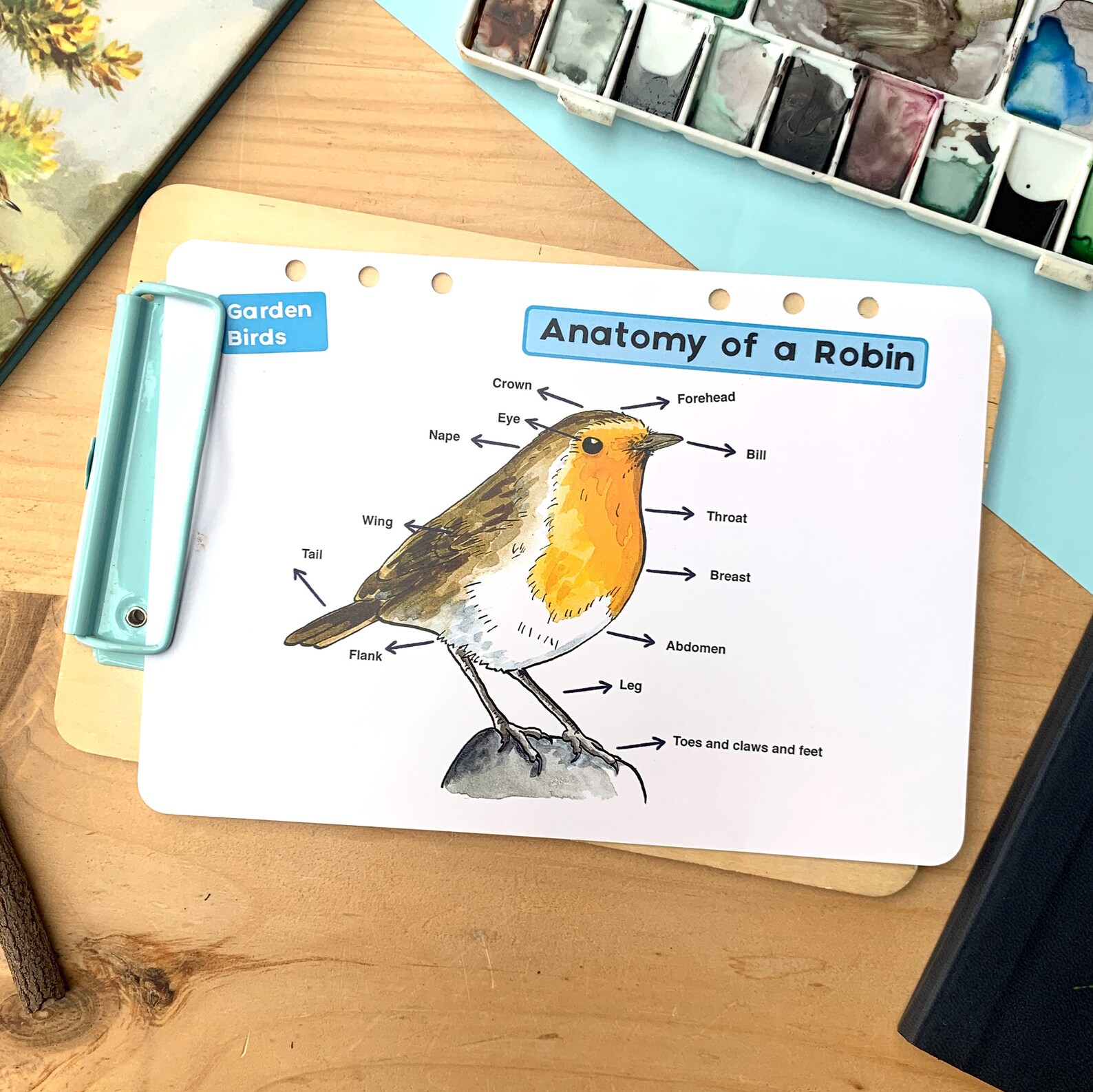 Robin Anatomy Diagram Educational Birds Species Printable - Etsy