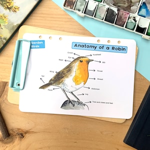 Robin Anatomy Diagram - Educational Birds Species Printable - Etsy