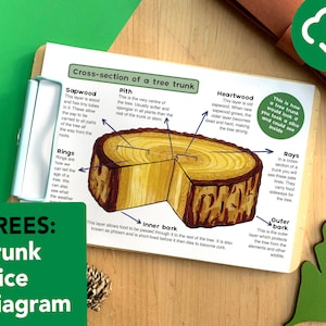 Tree Trunk Slice Diagram - Educational Tree Printable - Etsy
