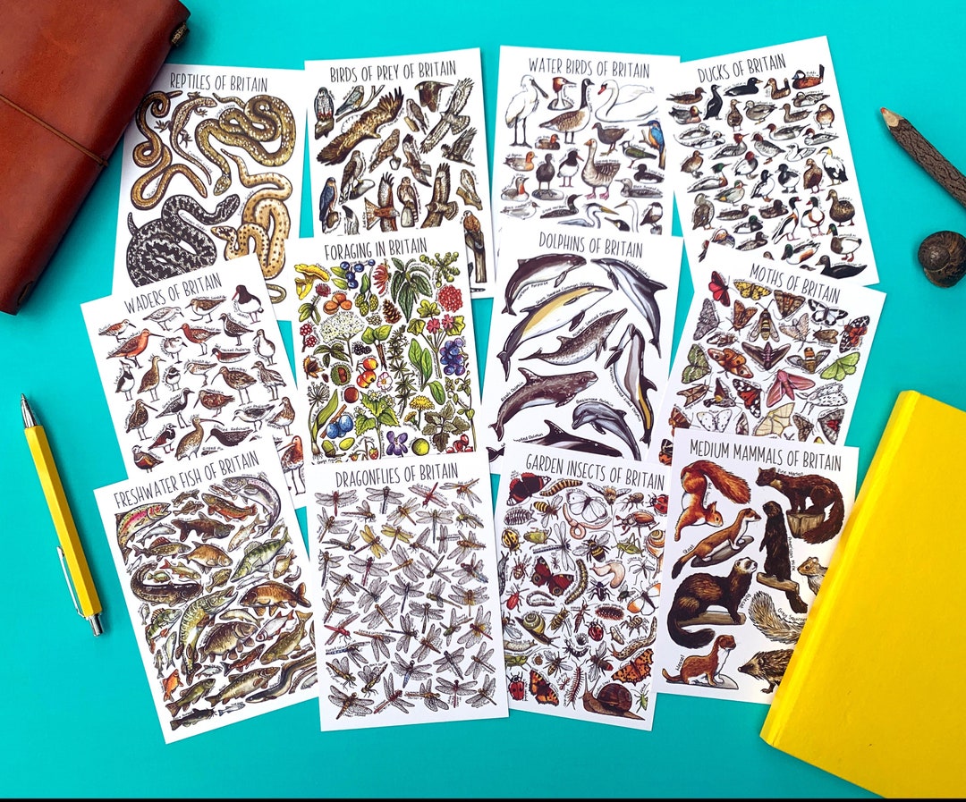 British Wildlife Postcard Pack of Twelve - VOLUME 3 - Postcards Pack ...