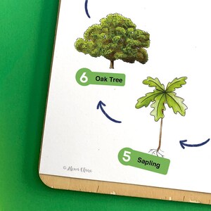 Oak Tree Life Cycle - Educational Tree Printable - Etsy