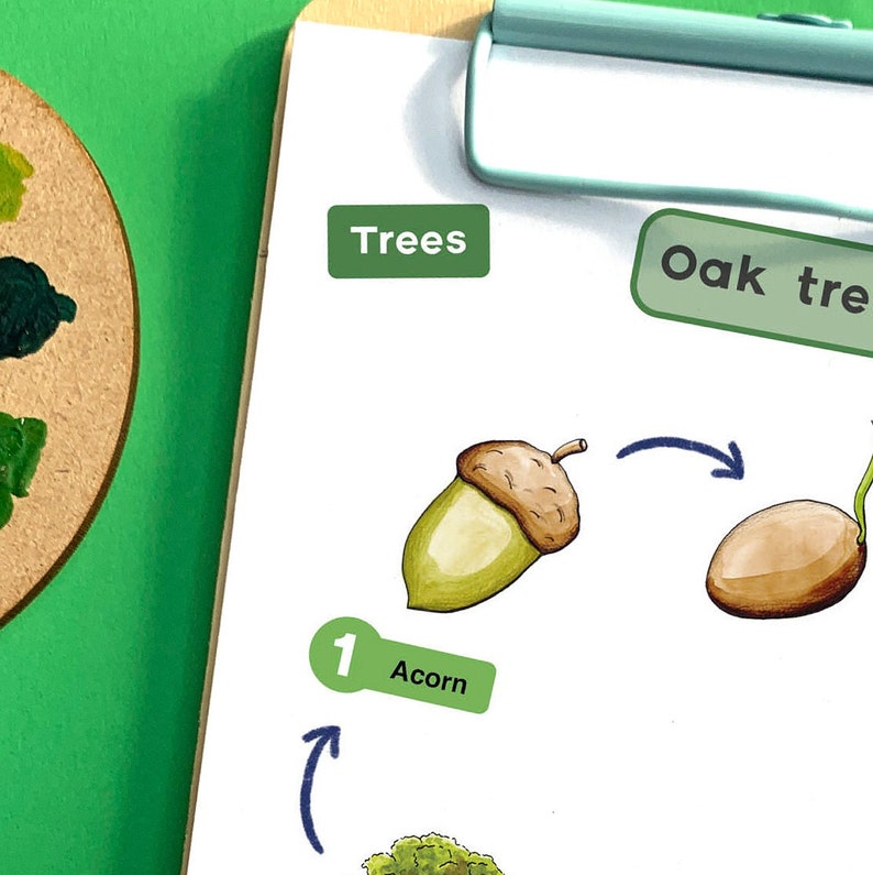 Oak Tree Life Cycle Educational Tree Printable - Etsy