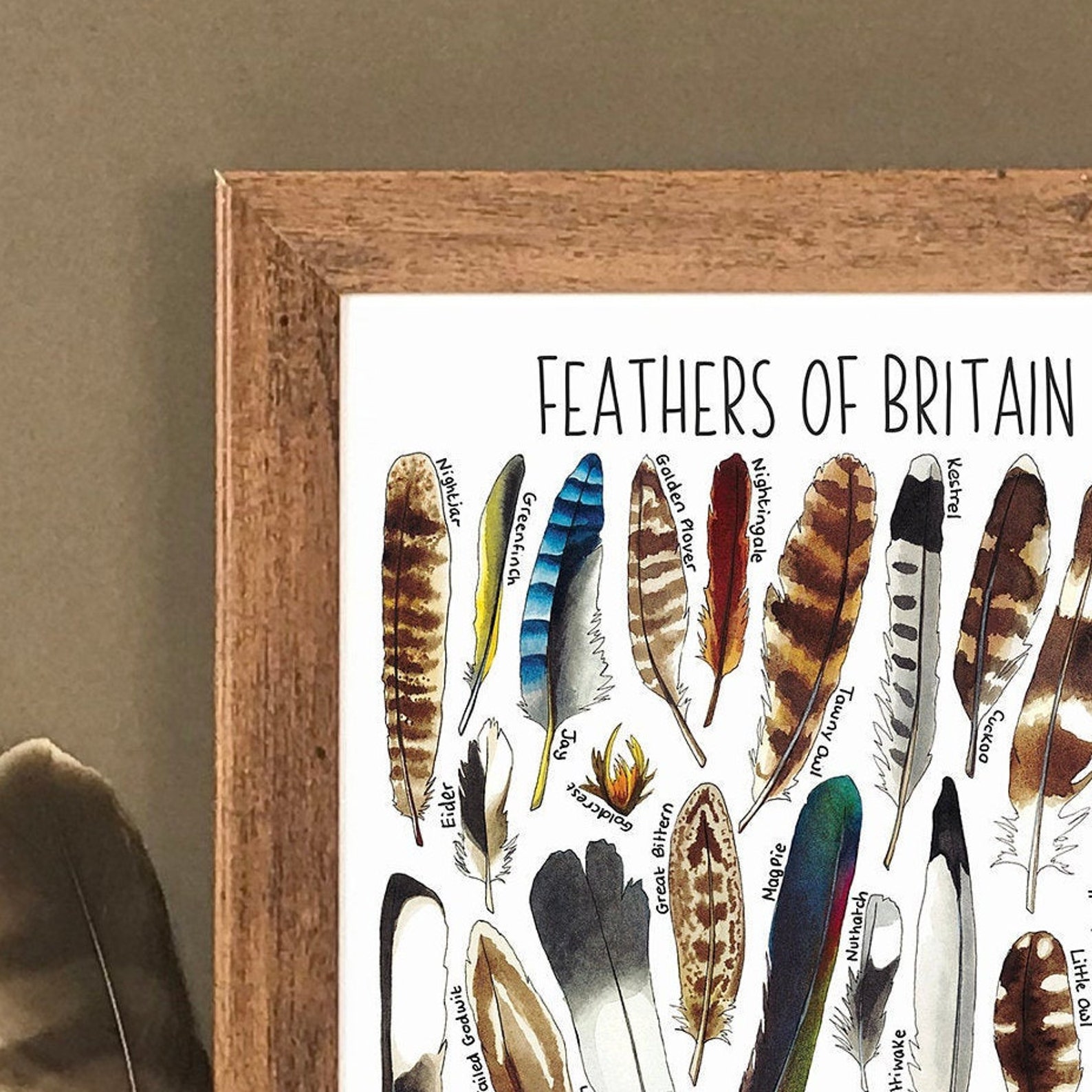 Feathers of Britain Print, Feathers Poster, Feather Collection ...