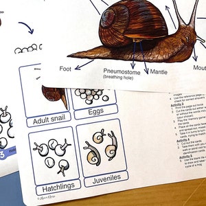 Snail Life Cycle Diagram - Educational Snail Anatomy Printable - Etsy