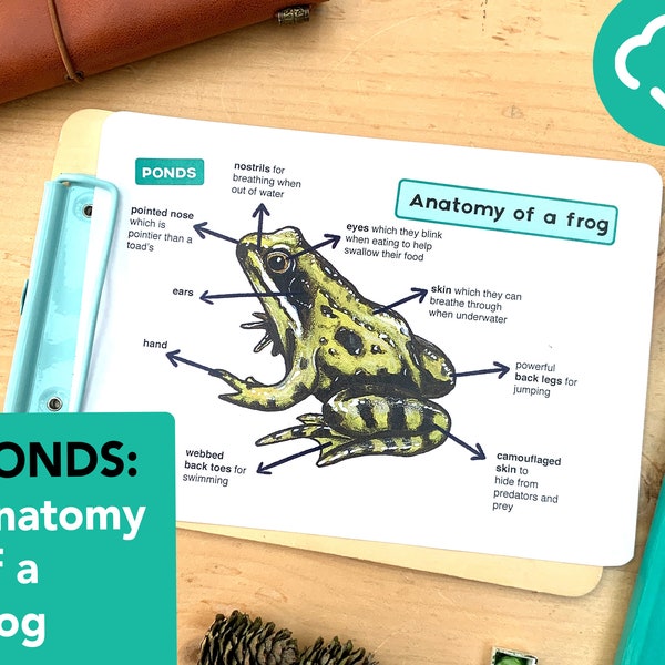 Frog Anatomy - Etsy