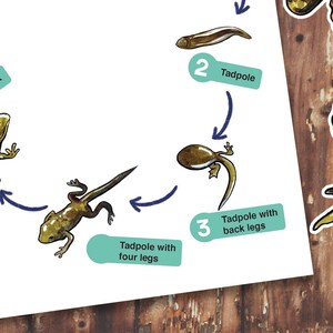Toad Life Cycle Poster Educational Pond Printable | Etsy