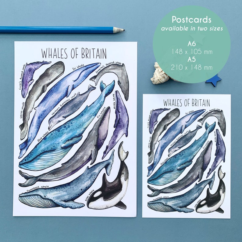 Whales of Britain Postcard, Whale Card, Whale Collection, Wildlife ...
