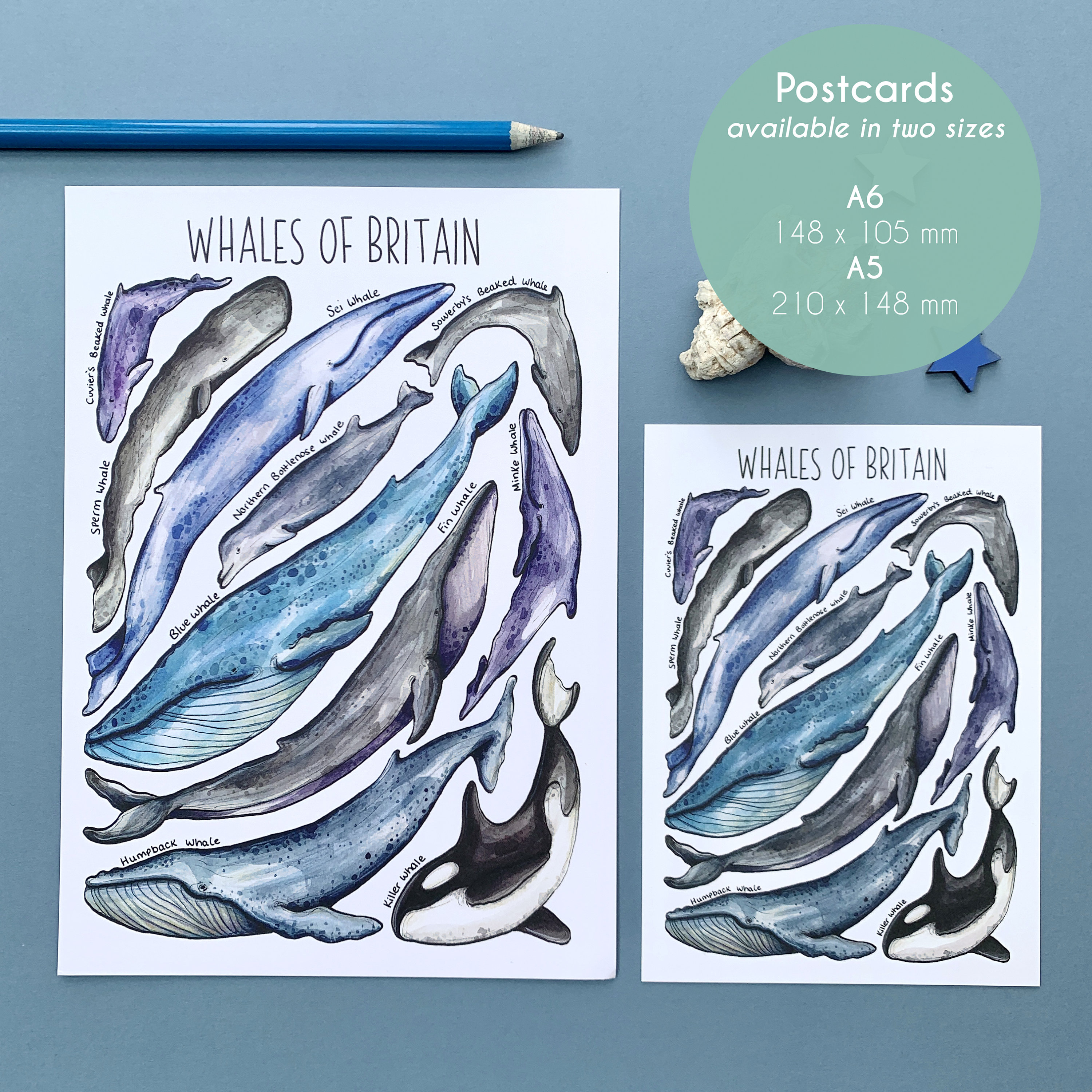 Whales of Britain Postcard Whale Card Whale Collection - Etsy UK