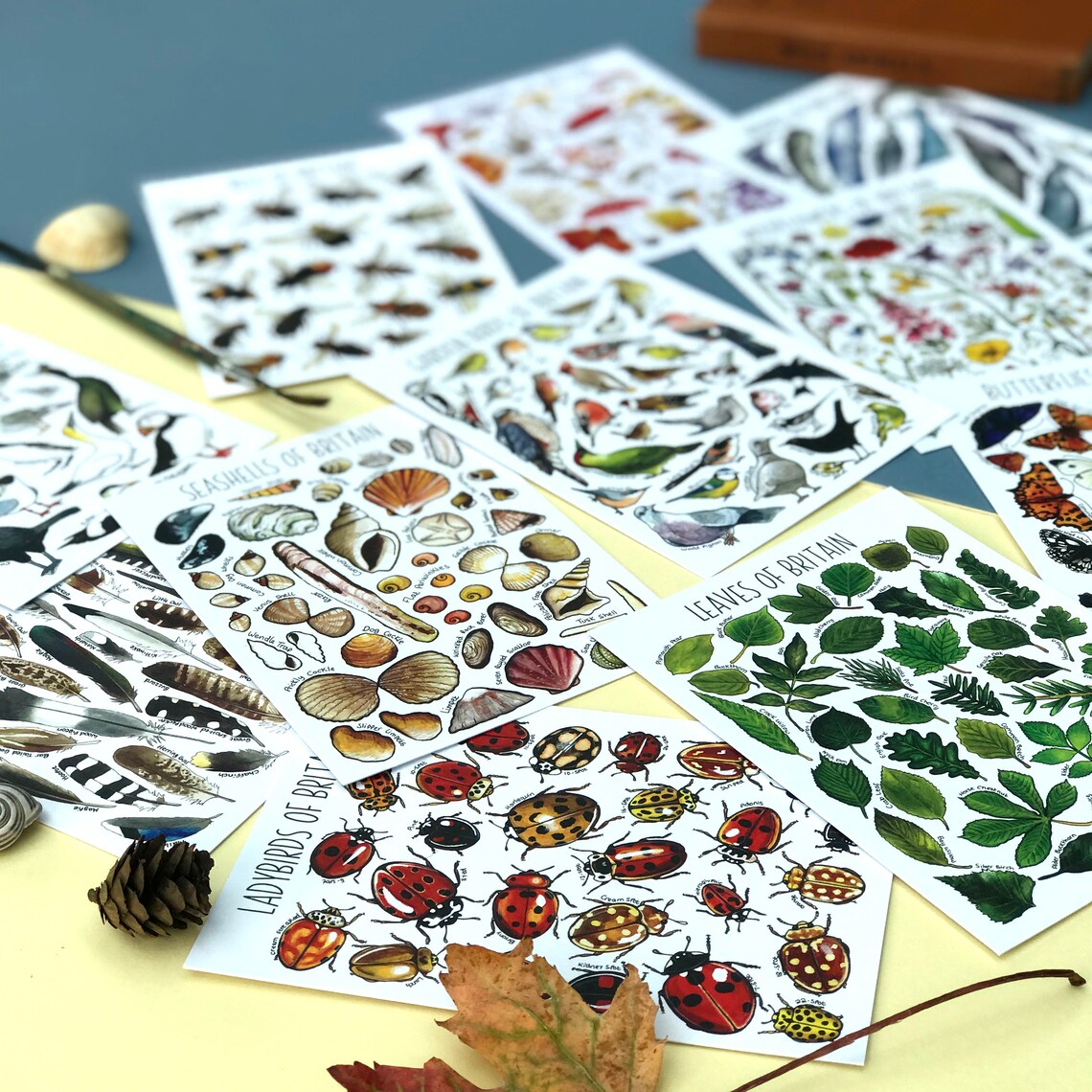 British Wildlife Postcard Pack of Twelve Postcards pack | Etsy