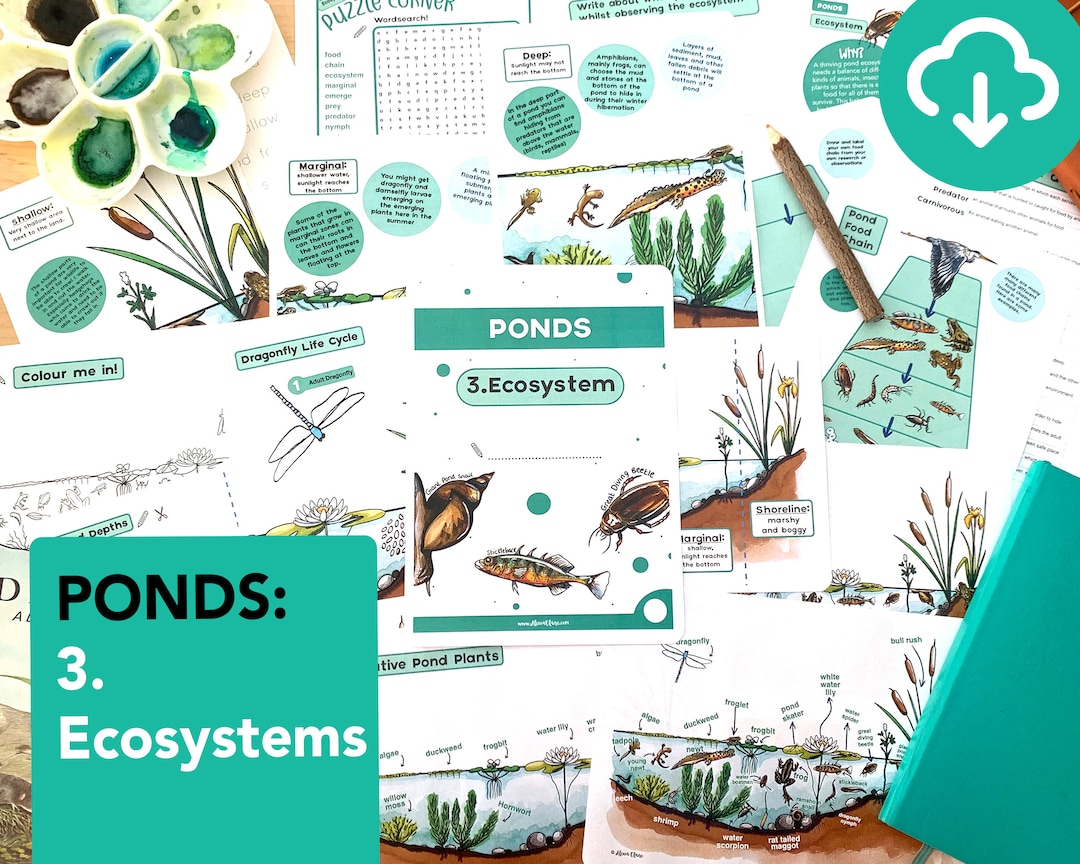 Pond Ecosystem and Food Chains Nature Study Pack - Home Education Food ...