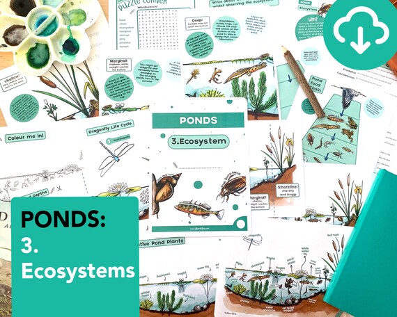 Pond Ecosystem Food Chain For Kids
