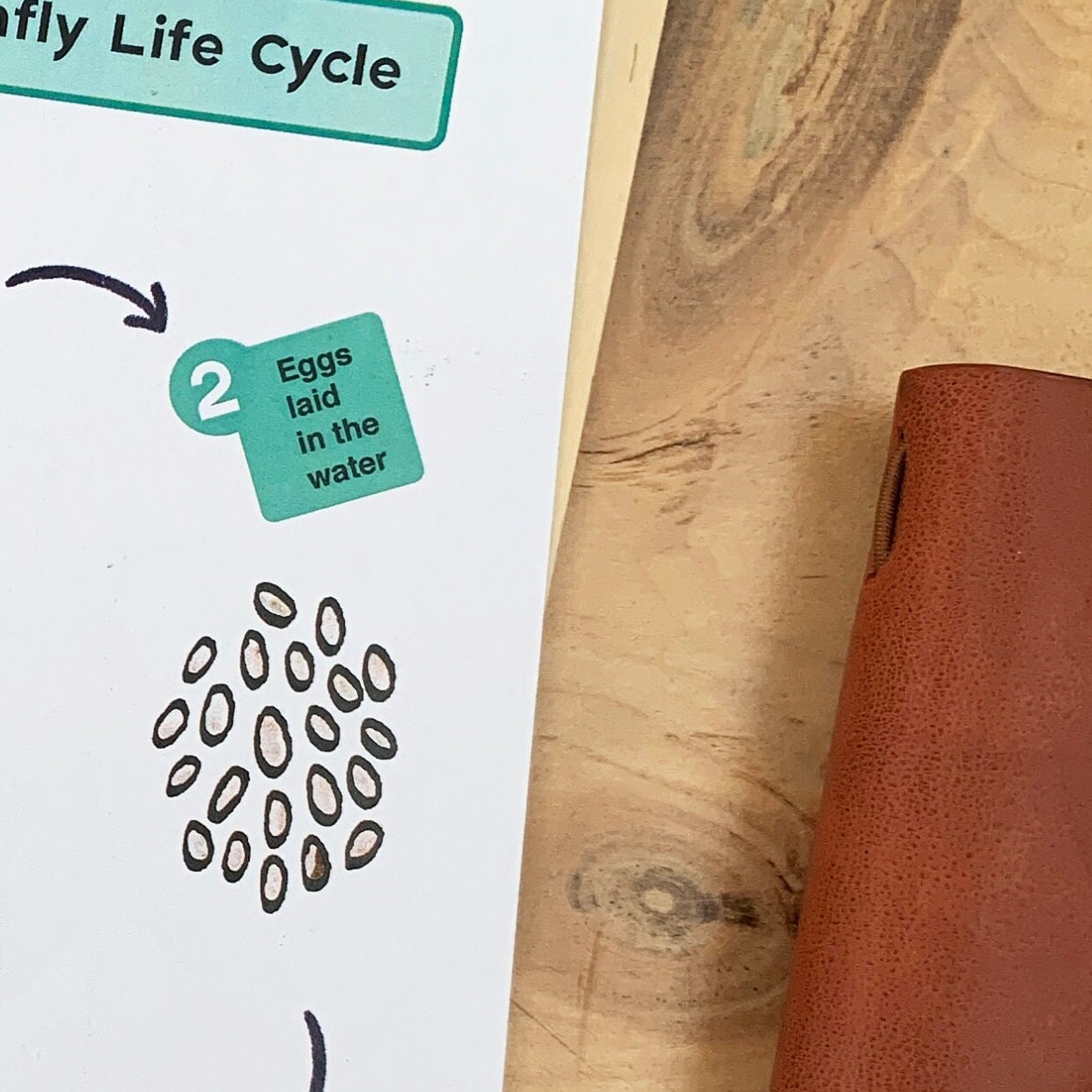 Dragonfly Life Cycle Poster - Educational Pond Printable - Etsy