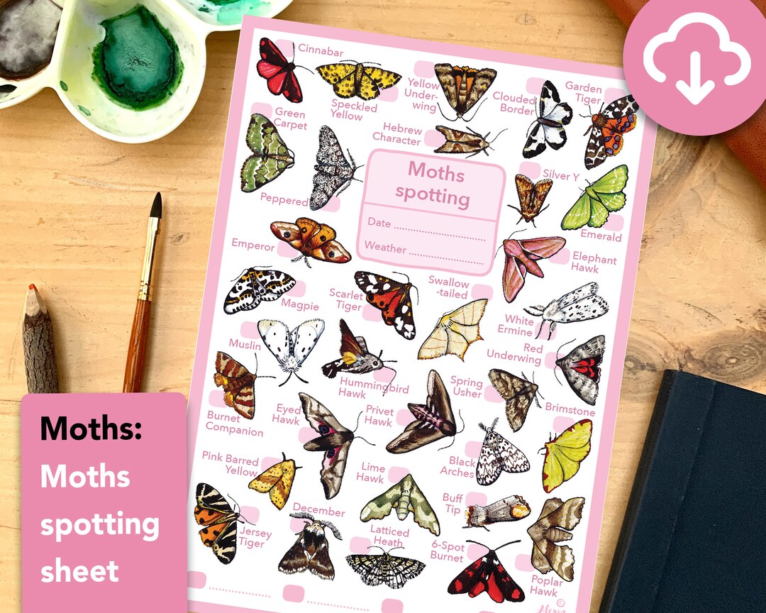 Moths Spotting Worksheet - Educational Wildlife Printable - Etsy