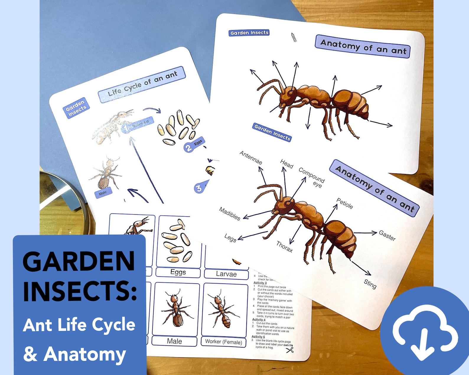 Ant Life Cycle Diagram Educational Ant Anatomy Printable - Etsy UK
