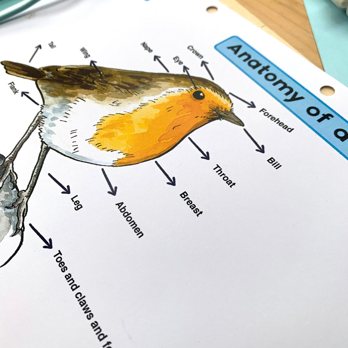 Robin Anatomy Diagram Educational Birds Species Printable - Etsy
