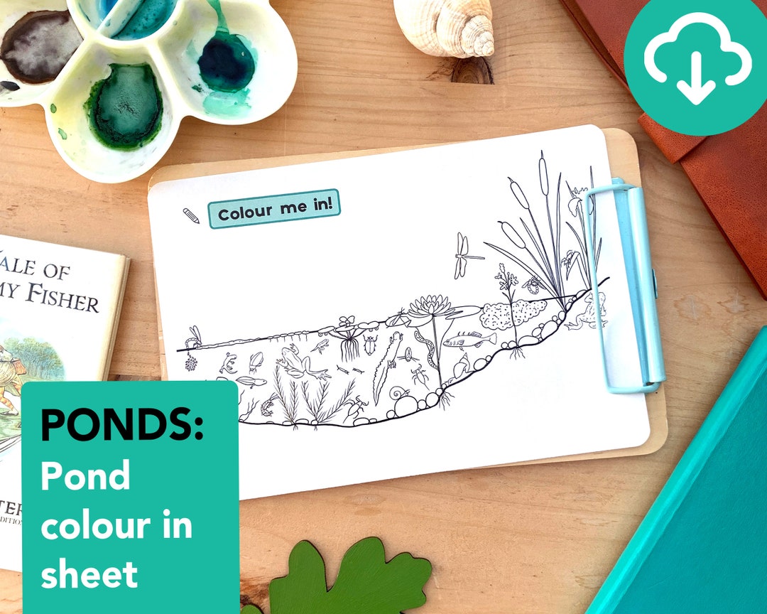 Pond Diagram Colouring in Sheet - Educational Pond Printable - Etsy UK