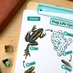 Frog Life Cycle Poster - Educational Pond Printable - Etsy UK
