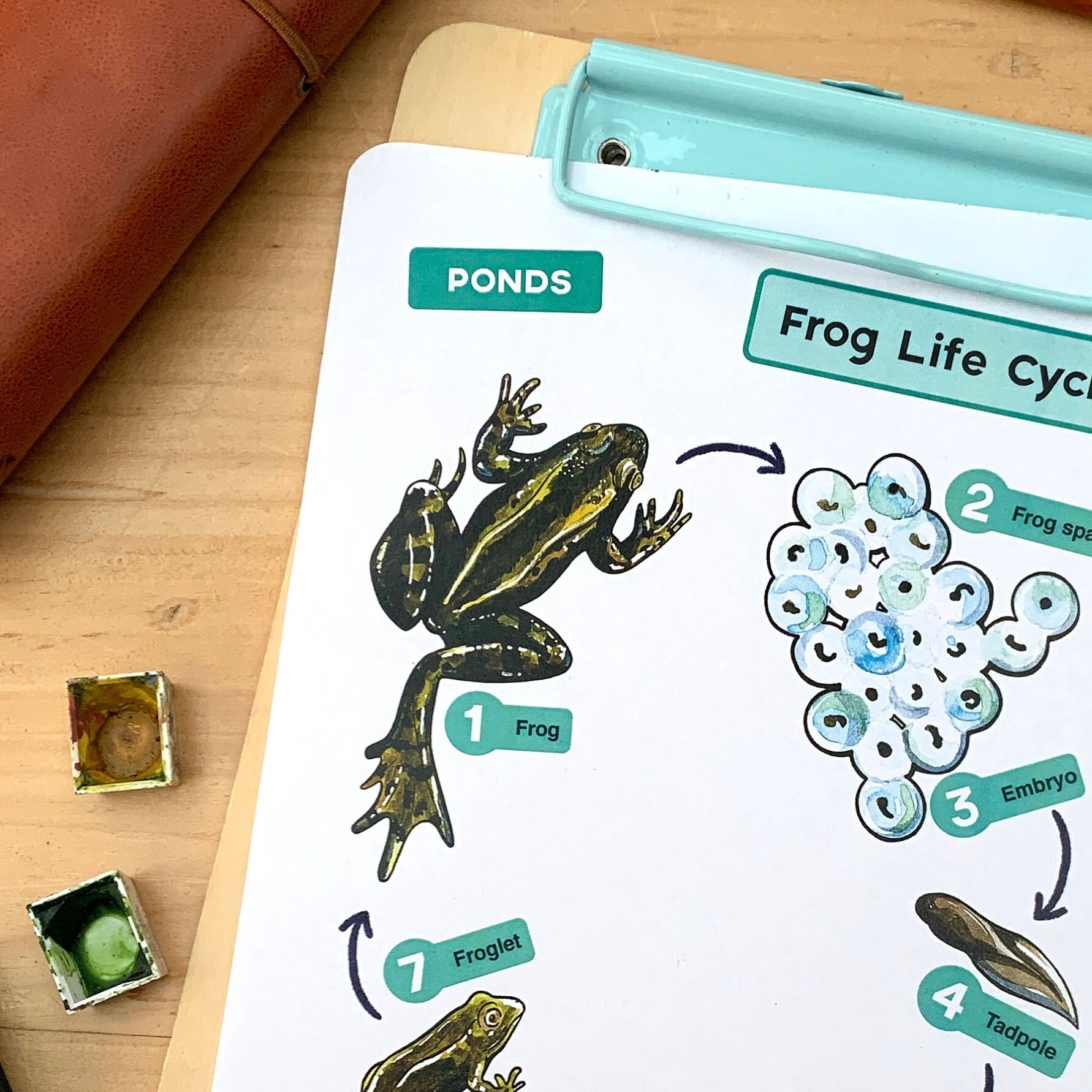Frog Life Cycle Poster Educational Pond Printable - Etsy UK