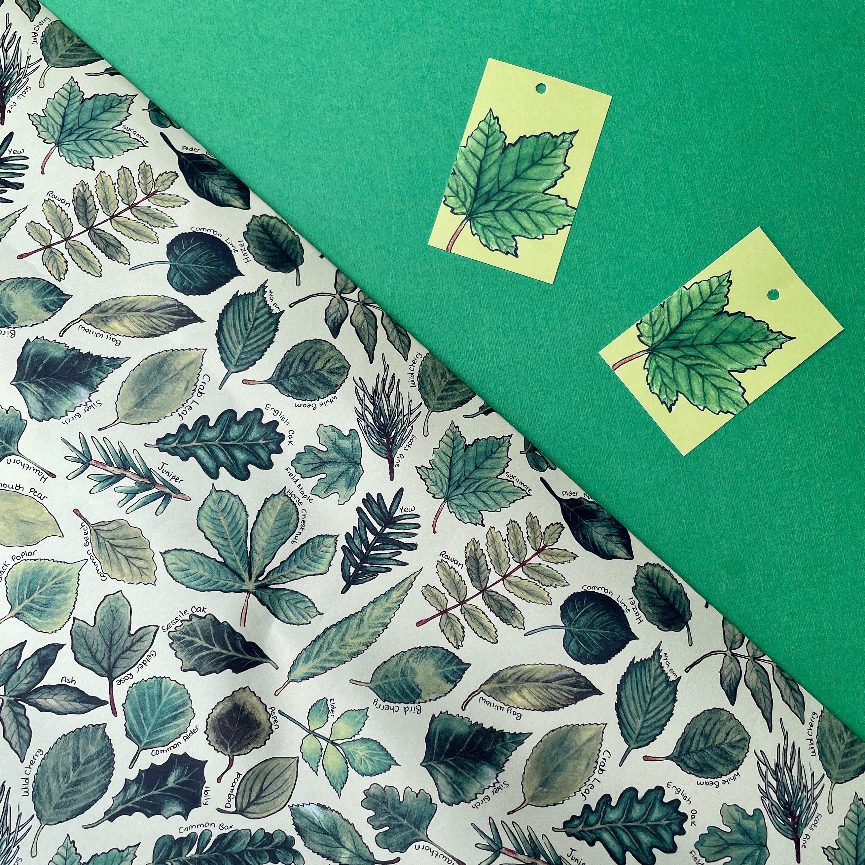 Leaves Wrapping Paper - Leaf Type Paper - British Leaves Gift Wrap ...