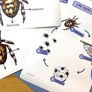 Spider Life Cycle Diagram - Educational Spider Anatomy Printable - Etsy UK