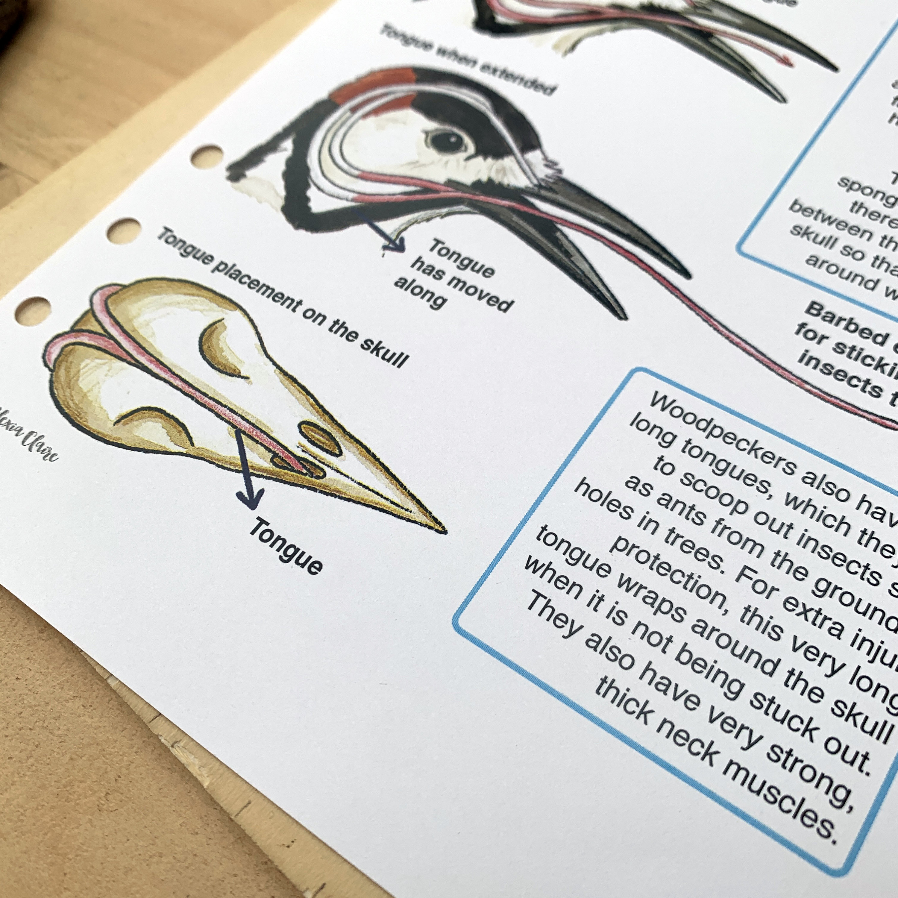 Woodpecker Skull