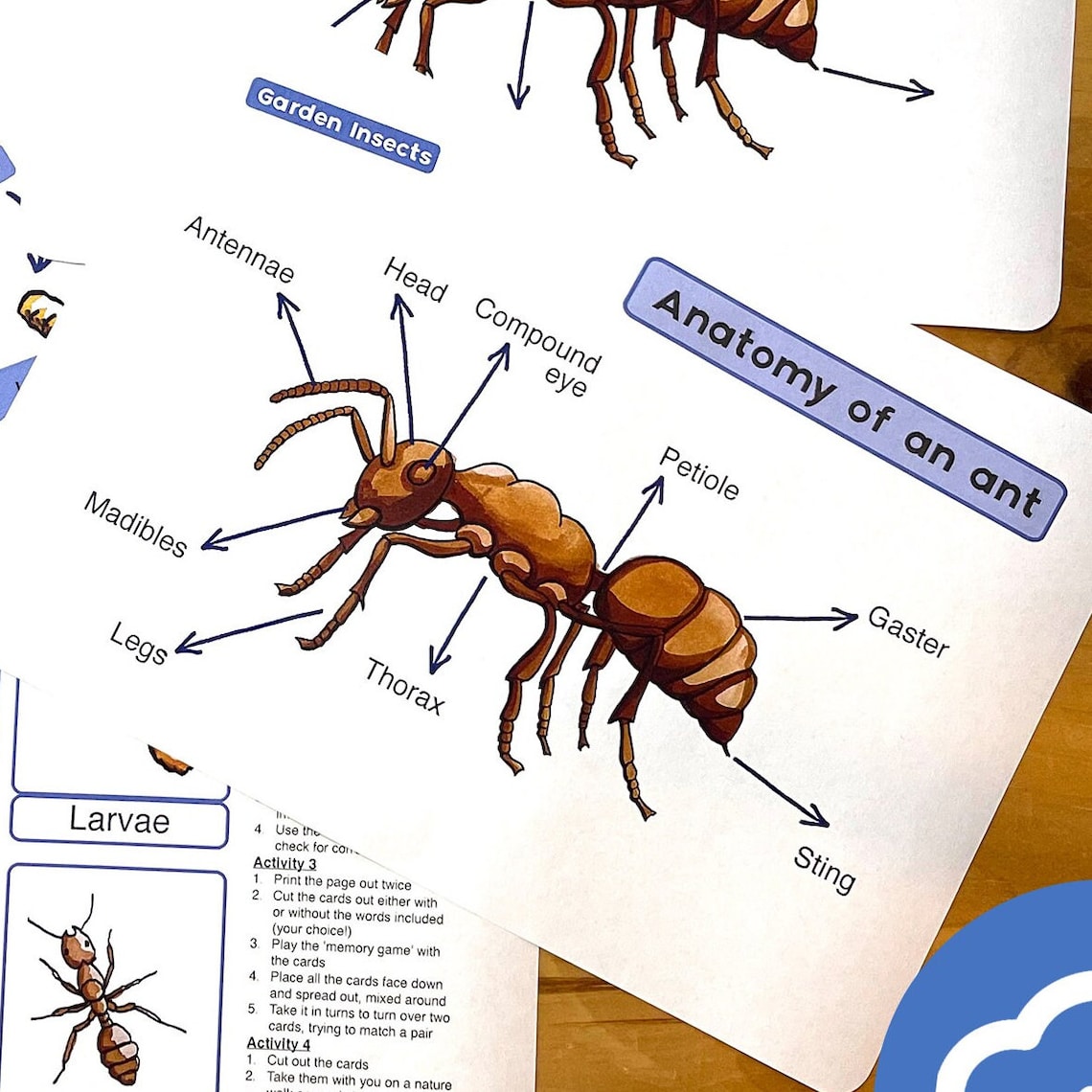 Ant Life Cycle Diagram Educational Ant Anatomy Printable - Etsy UK