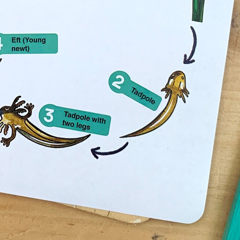 Newt Life Cycle Poster Educational Pond Printable - Etsy