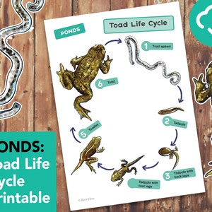 Toad Life Cycle Poster Educational Pond Printable | Etsy